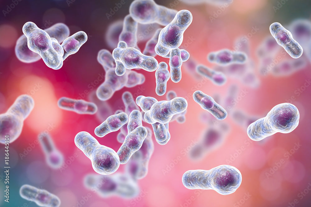 Clostridium: The Anaerobic Bacteria Breaking Down Organic Matter in ...