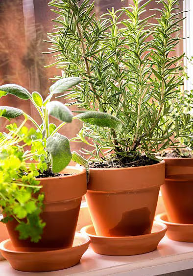 Growing Herbs Indoors: Kitchen Windowsill Success – Elm Dirt