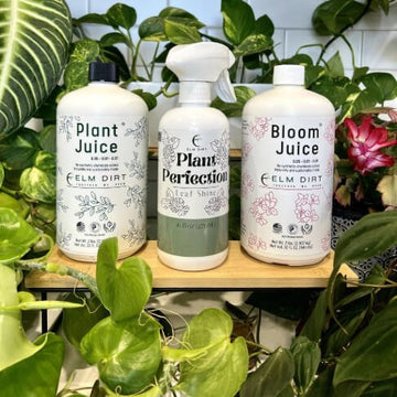 Houseplant Essentials: Gentle, Organic Care for Thriving Indoor Plants ...